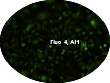 Fluo-4, Pentapotassium Salt | AAT Bioquest