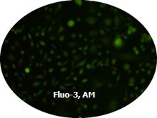Fluo-4, Pentapotassium Salt | AAT Bioquest